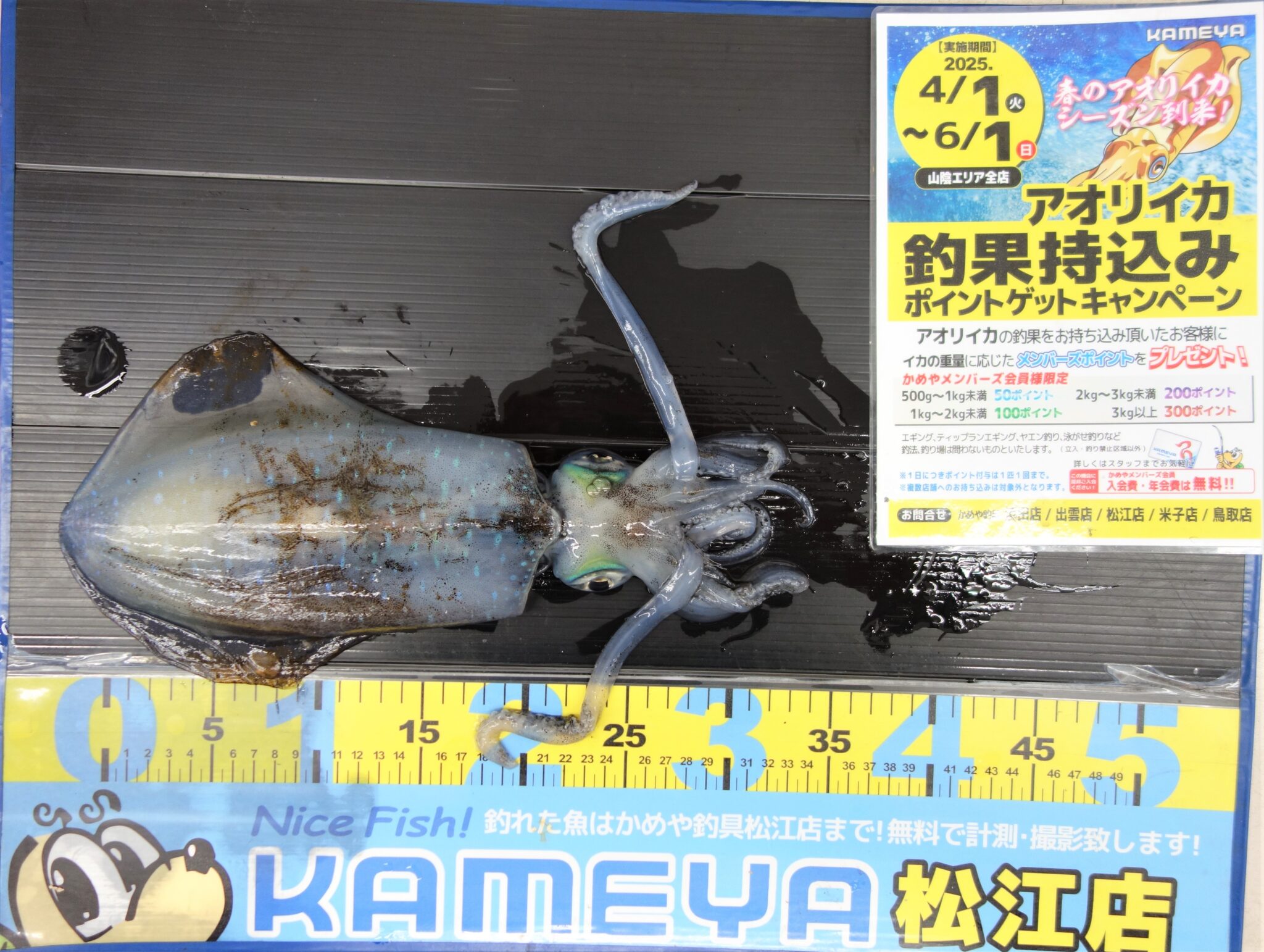2025.5.8 恵曇 アオリイカ 645g | かめや釣具