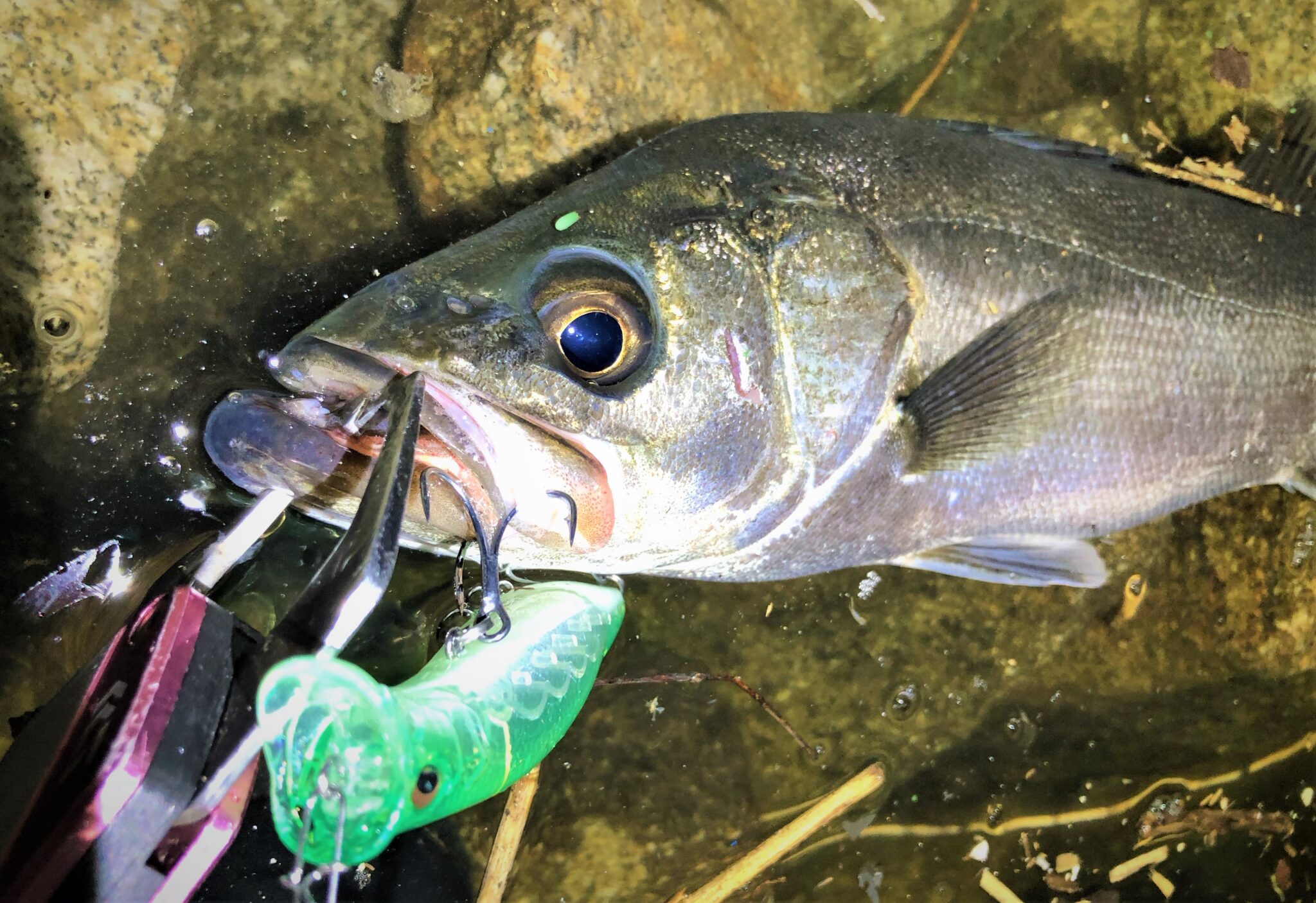 シーバスの釣果です。 | かめや釣具